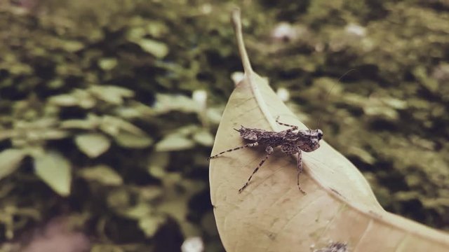 Obrazy ("Hopping Bug") — zdjęcia, wektory i wideo bez tantiem (56 ...