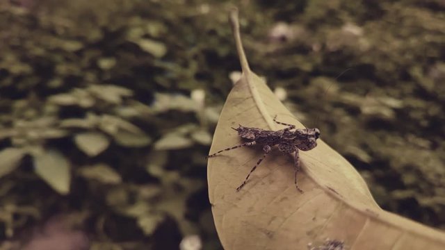Obrazy ("Hopping Bug") — zdjęcia, wektory i wideo bez tantiem (56 ...
