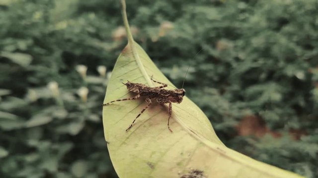 Obrazy ("Hopping Bug") — zdjęcia, wektory i wideo bez tantiem (56 ...