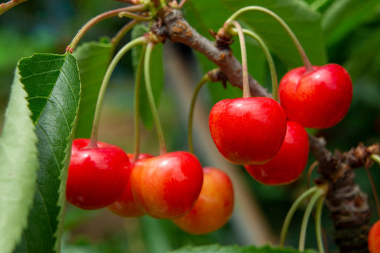 13 BEST Catamite IMAGES, STOCK PHOTOS & VECTORS | Adobe Stock