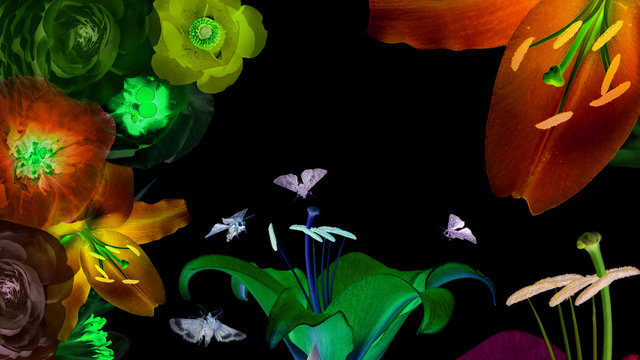 รูปภาพAngiosperm – เลือกดูภาพถ่ายสต็อก เวกเตอร์ และวิดีโอ411,467 ...