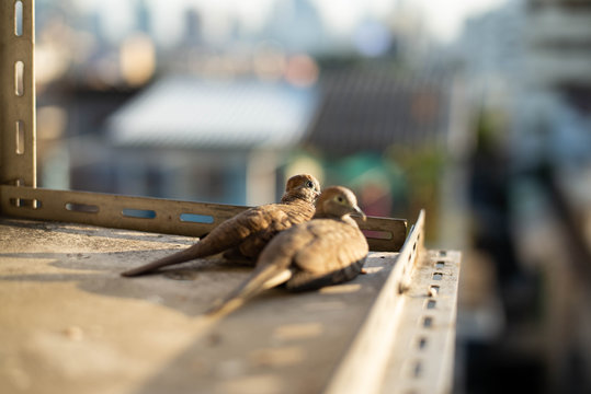 รูปภาพKurokutok – เลือกดูภาพถ่ายสต็อก เวกเตอร์ และวิดีโอ1,546 | Adobe Stock