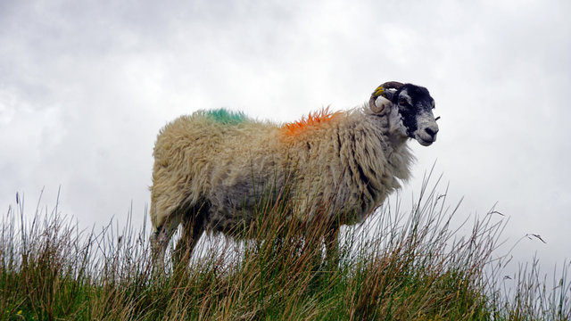 1,896 件の最適な Rammen 画像、ストック写真、ベクター | Adobe Stock