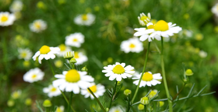 Matricariae Flos"」の写真素材 | 39件の無料イラスト画像 | Adobe Stock