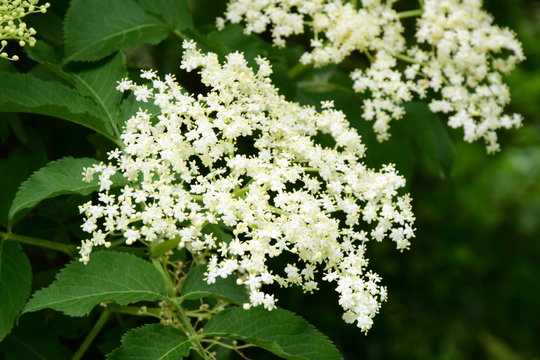 「Hollunder」の画像 - 497 件の Stock 写真、ベクターおよびビデオ | Adobe Stock