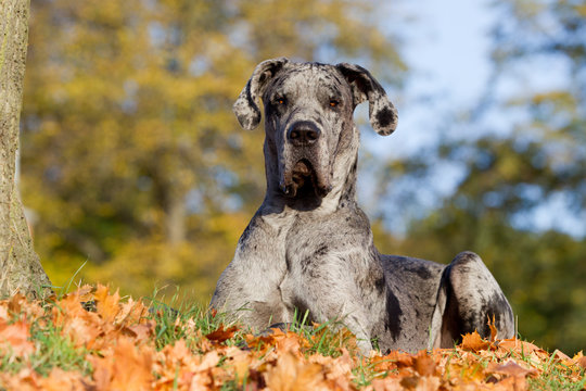 Molossoide Bilder – Durchsuchen 209 Archivfotos, Vektorgrafiken und ...