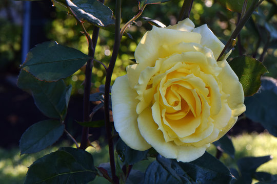 "Mellow Yellow" Images – Browse 418 Stock Photos, Vectors, and Video ...