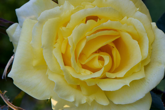 "Mellow Yellow" Images – Browse 418 Stock Photos, Vectors, and Video ...