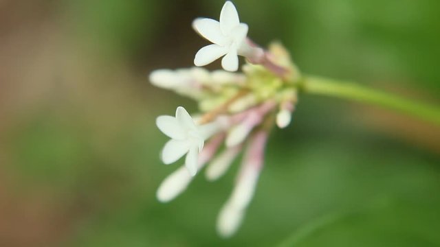 Mizo Bilder – Durchsuchen 128 Archivfotos, Vektorgrafiken und Videos ...