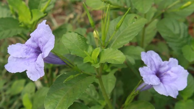 "Snapdragon Root" Images – Browse 84 Stock Photos, Vectors, and Video ...
