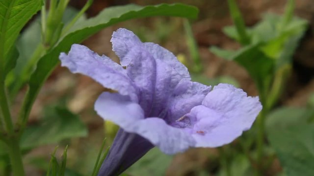 "Snapdragon Root" Images – Browse 84 Stock Photos, Vectors, and Video ...