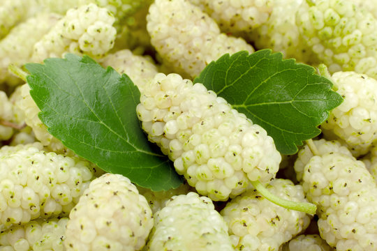 Malberry bilder – Bläddra bland 156 stockfoton, vektorer och videor ...