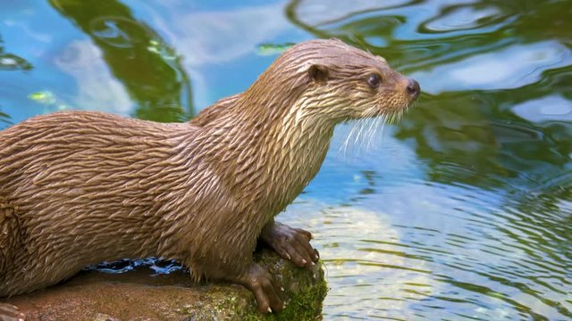 รูปภาพOtter – เลือกดูภาพถ่ายสต็อก เวกเตอร์ และวิดีโอ114,131 | Adobe Stock