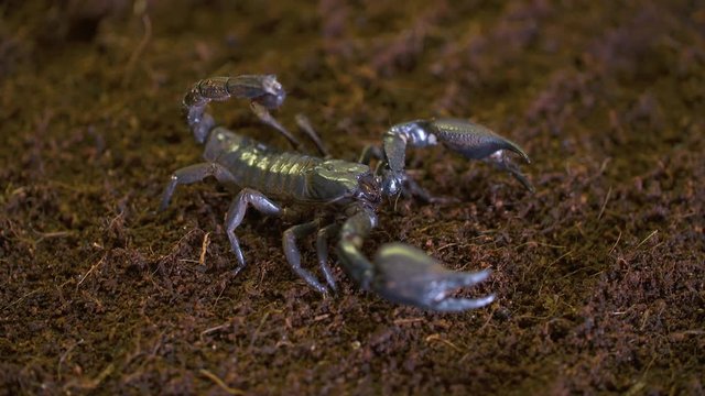 รูปภาพ"Emperor Scorpion" – เลือกดูภาพถ่ายสต็อก เวกเตอร์ และวิดีโอ696 ...
