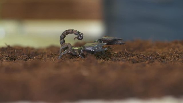 "Emperor Scorpion" Images – Browse 689 Stock Photos, Vectors, and Video ...