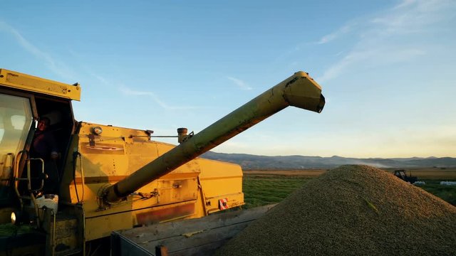 Rice Harvest Images – Browse 285,775 Stock Photos, Vectors, and Video ...