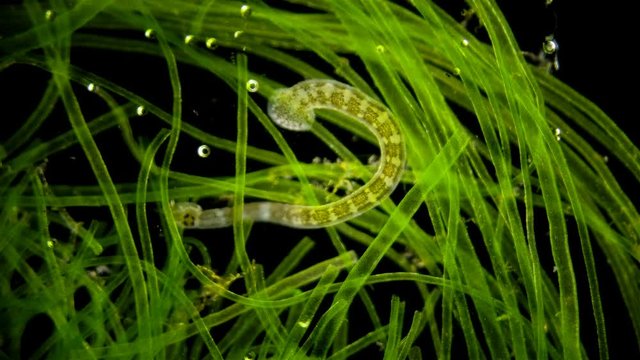 "Piscicola Geometra" Images – Browse 17 Stock Photos, Vectors, and ...