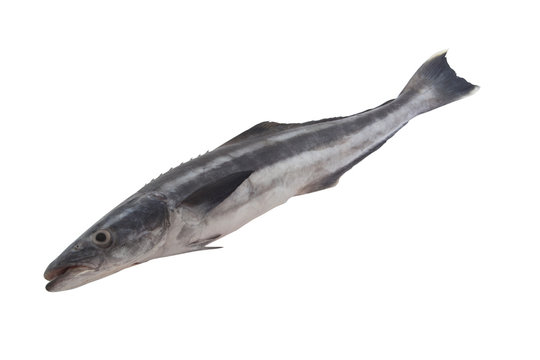 รูปภาพLing – เลือกดูภาพถ่ายสต็อก เวกเตอร์ และวิดีโอ16,472 | Adobe Stock