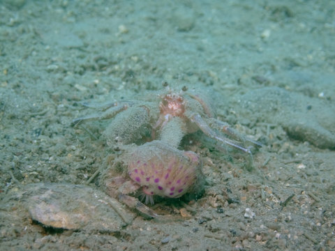 Adamsia Billeder – Gennemse 38 stockfotos, vektorer og videoer | Adobe ...