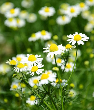 Matricariae Flos"」の写真素材 | 39件の無料イラスト画像 | Adobe Stock