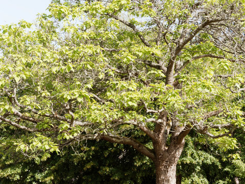 Indian-Bean-Tree bilder – Bläddra bland 949 stockfoton, vektorer och ...