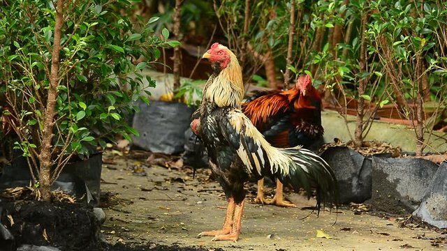 Sabong Images – Browse 21,427 Stock Photos, Vectors, and Video | Adobe ...