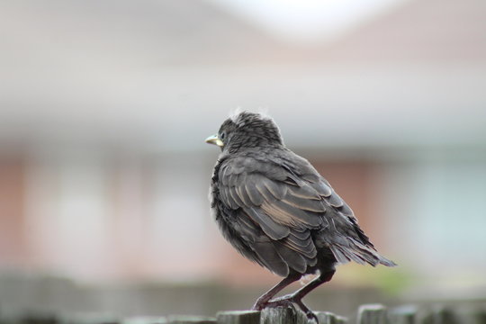 "Baby Starling" Images – Browse 16 Stock Photos, Vectors, and Video ...