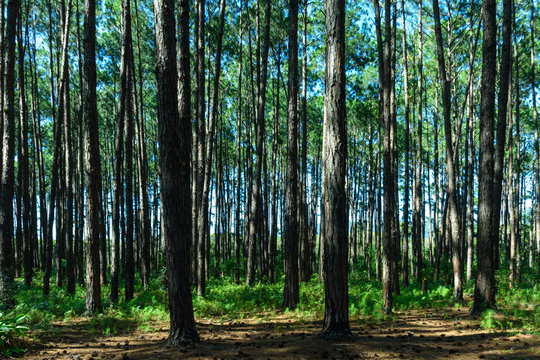 รูปภาพReforest – เลือกดูภาพถ่ายสต็อก เวกเตอร์ และวิดีโอ34,007 | Adobe Stock