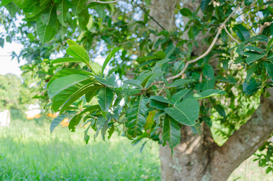 Hogberry Images – Browse 26 Stock Photos, Vectors, and Video | Adobe Stock