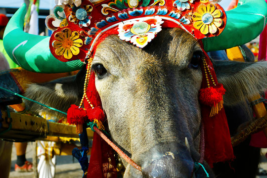 42 BEST Mekepung IMAGES, STOCK PHOTOS & VECTORS | Adobe Stock