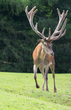 รูปภาพCervi – เลือกดูภาพถ่ายสต็อก เวกเตอร์ และวิดีโอ858 | Adobe Stock