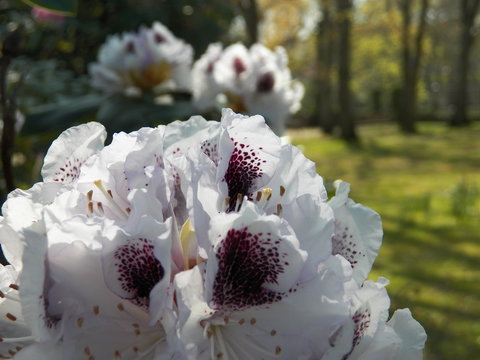 Sappho Images – Browse 168 Stock Photos, Vectors, and Video | Adobe Stock