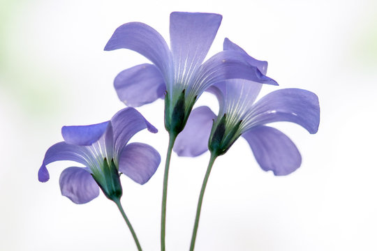 รูปภาพTriangularis – เลือกดูภาพถ่ายสต็อก เวกเตอร์ และวิดีโอ1,172 ...