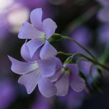 รูปภาพTriangularis – เลือกดูภาพถ่ายสต็อก เวกเตอร์ และวิดีโอ1,172 ...