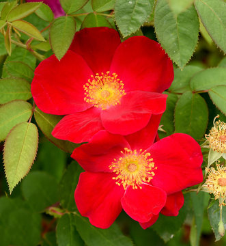 Busch-Rose Bilder – Durchsuchen 95 Archivfotos, Vektorgrafiken und ...