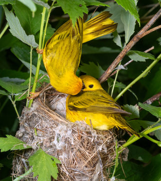 Petechien Bilder – Durchsuchen 542 Archivfotos, Vektorgrafiken und ...