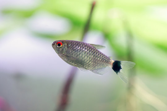 "Redeye Tetra" Bilder – Durchsuchen 45 Archivfotos, Vektorgrafiken und ...