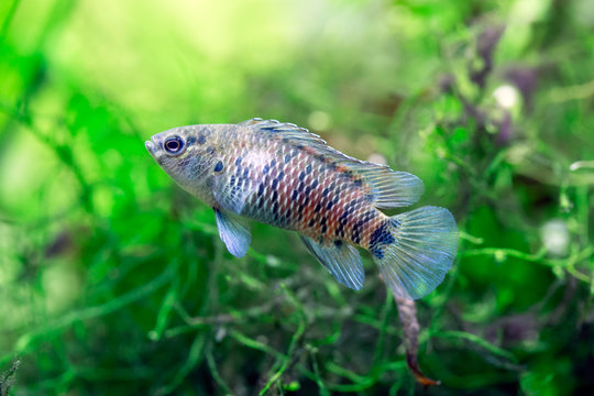 Badi Images – Browse 16 Stock Photos, Vectors, and Video | Adobe Stock