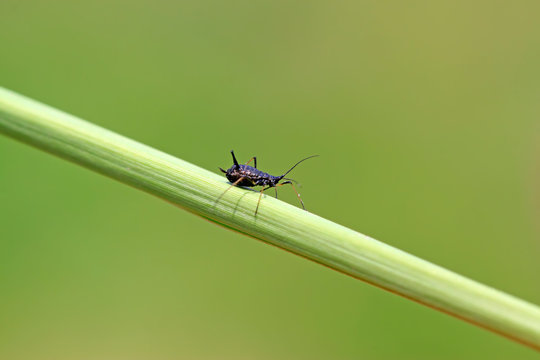 Vermin 이미지 – 찾아보기 102,027 스톡 사진, 벡터 및 비디오 | Adobe Stock