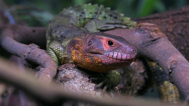 Caiman Lizard Enclosure