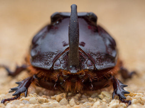 "European Rhinoceros Beetle" Imagens – Procure 1,388 fotos, vetores e ...