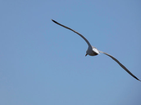 Schnorrer Bilder – Durchsuchen 170 Archivfotos, Vektorgrafiken und ...