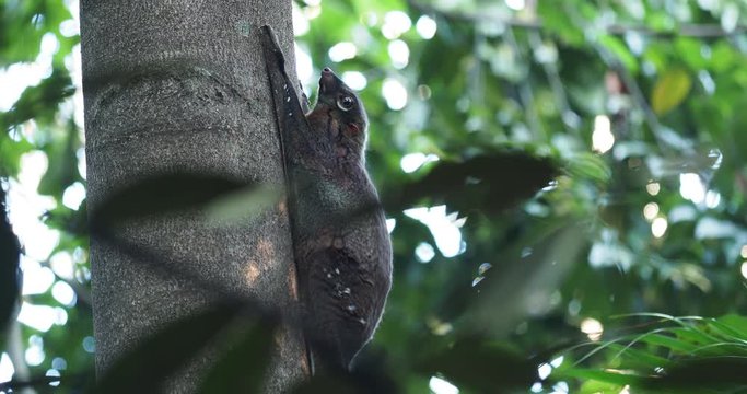 "Malayan Colugo" Images – Browse 117 Stock Photos, Vectors, and Video ...