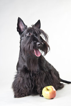 Scottie Images – Parcourir 4,376 le catalogue de photos, vecteurs et ...