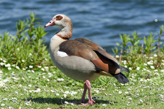 Dumna Images – Browse 44 Stock Photos, Vectors, and Video | Adobe Stock