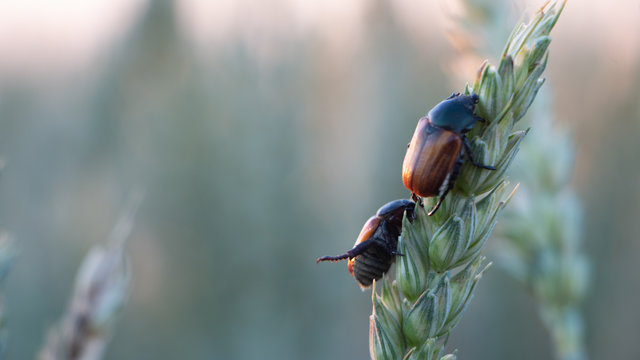 รูปภาพGraminivorous – เลือกดูภาพถ่ายสต็อก เวกเตอร์ และวิดีโอ733 | Adobe ...