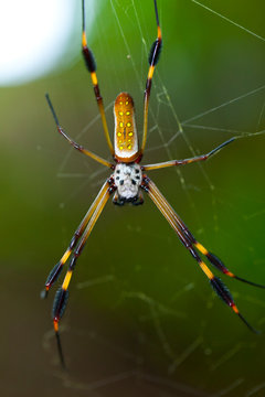Nephila Clavipes