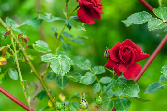 รูปภาพRoes-Flower – เลือกดูภาพถ่ายสต็อก เวกเตอร์ และวิดีโอ225 | Adobe Stock