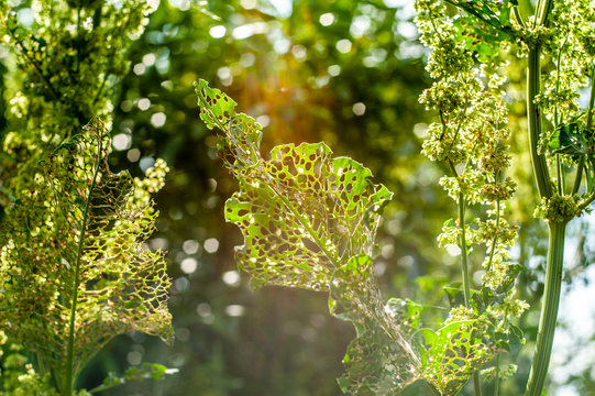 "Perforated Leaf" Images – Browse 50 Stock Photos, Vectors, and Video ...