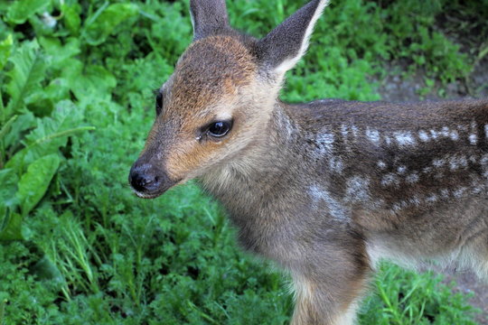 รูปภาพBaa-Lamb – เลือกดูภาพถ่ายสต็อก เวกเตอร์ และวิดีโอ387 | Adobe Stock